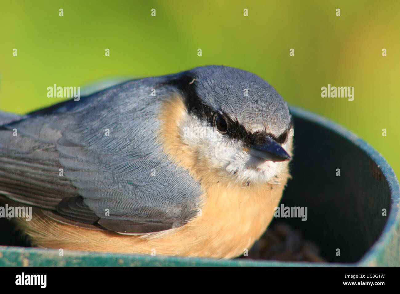 Nuthatch on bird feeder Stock Photo - Alamy