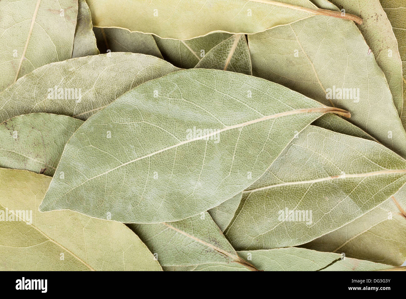 Bay leaf texture hi-res stock photography and images - Alamy