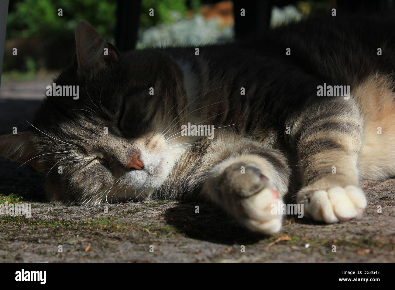 Grey sleeping cat hi-res stock photography and images - Alamy
