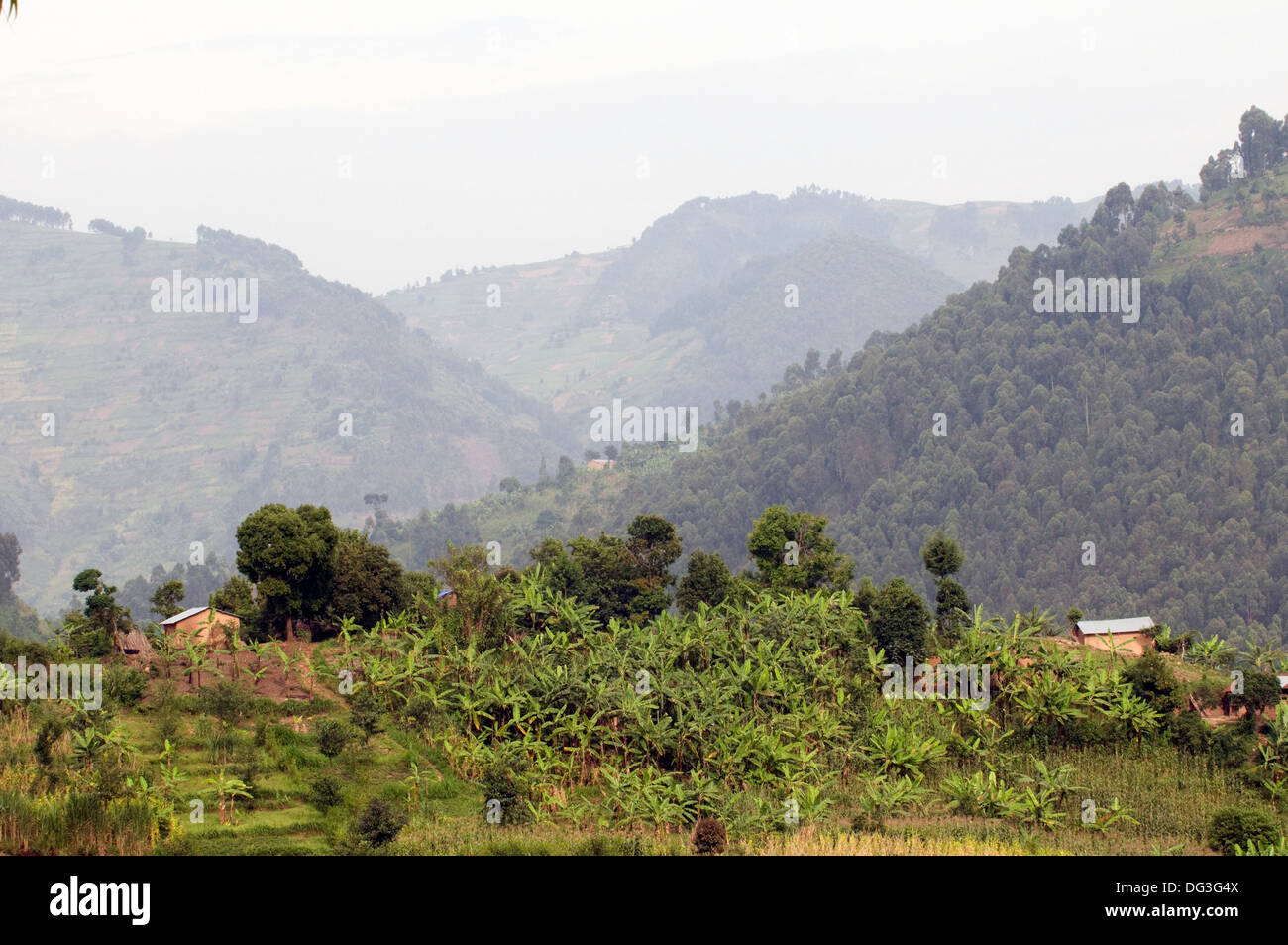 Rural Rwanda Land of 100 Hills farms banana and hills stretching into ...
