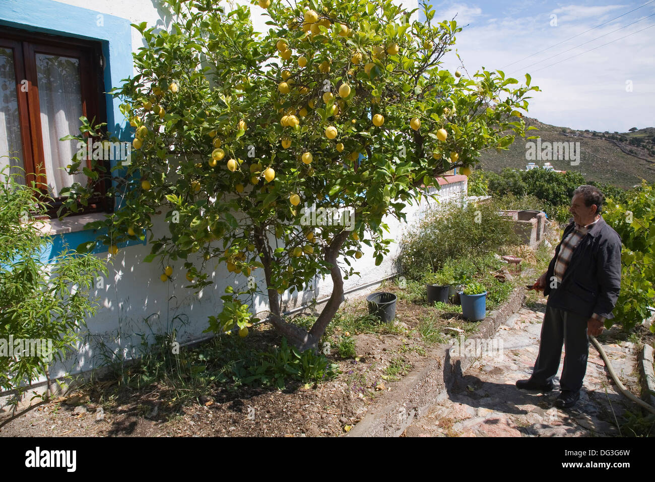 europe, greece, dodecanese, patmos island, lemon tree, farmer Stock ...