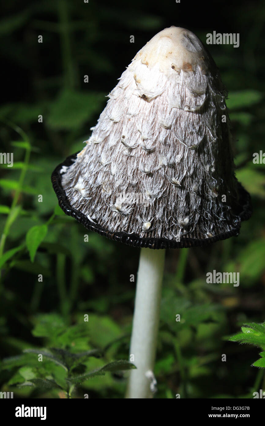 Shaggy ink cap Stock Photo - Alamy