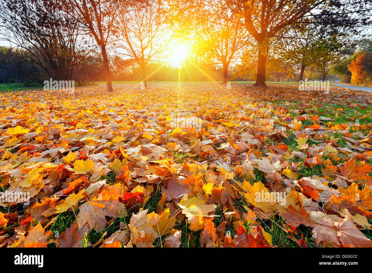 Sunny autumn foliage Stock Photo - Alamy