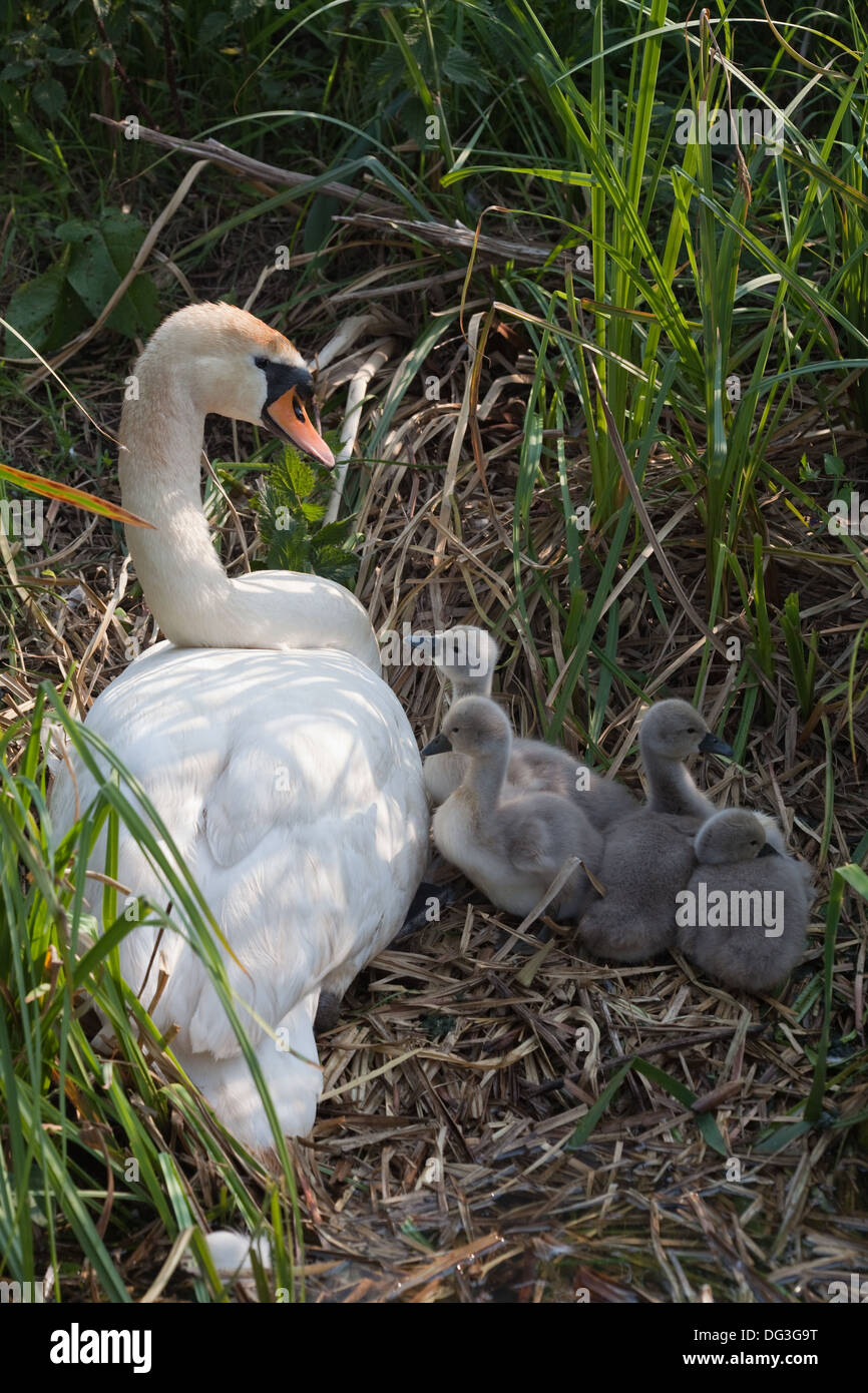 Adult female is a pen hi-res stock photography and images - Alamy