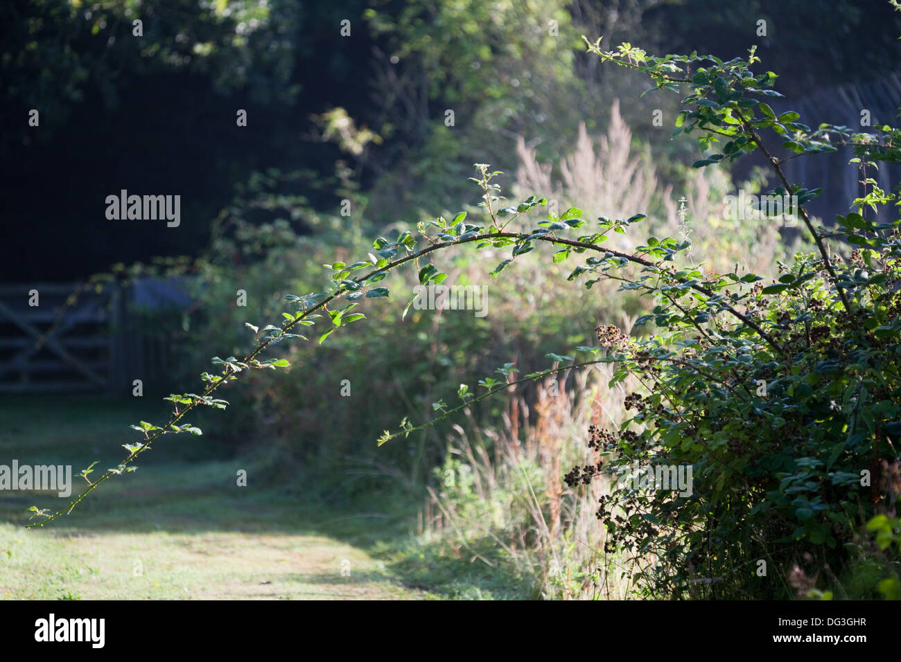 Blackberry, or Bramble (Rubus fruticosus). New vigorous growth, which ...