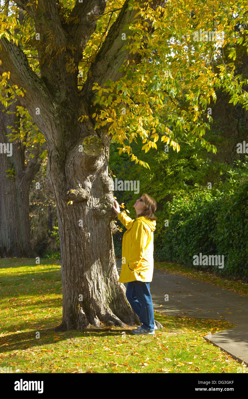 Fall changes colorful trees Seattle WA Stock Photo - Alamy