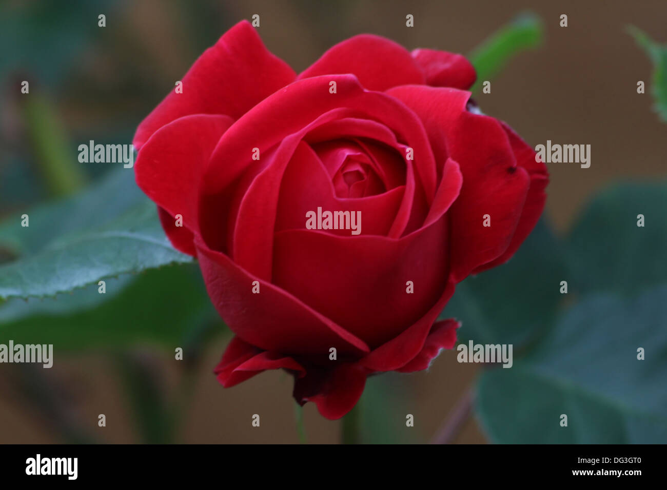 English red rose flower hi-res stock photography and images - Alamy
