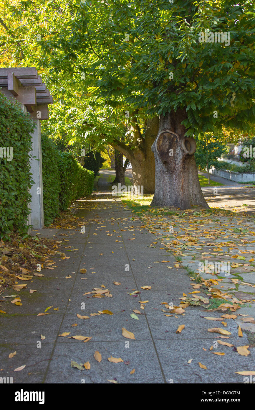 Pedestrian walkway in a Seattle neighborhood Stock Photo - Alamy