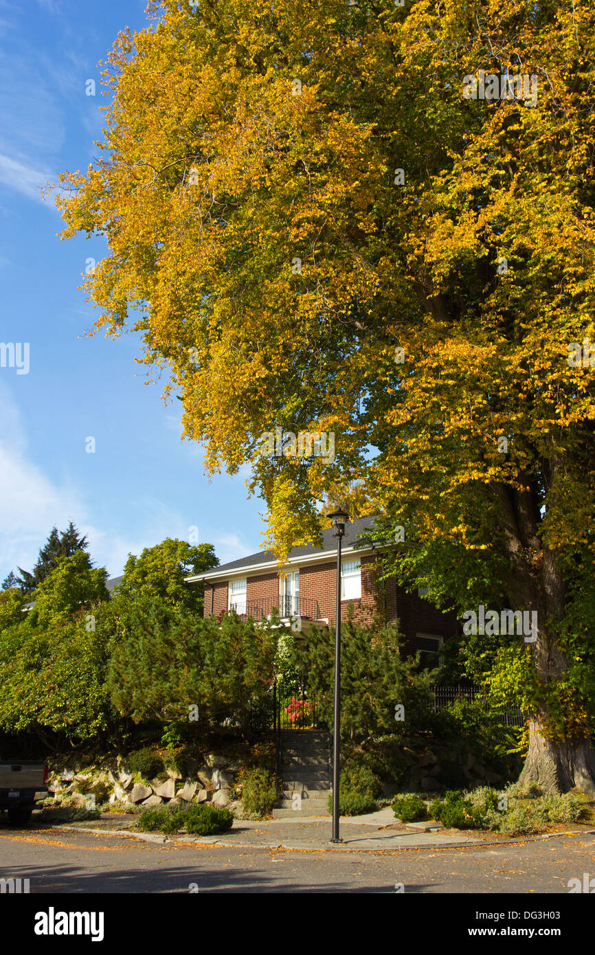 Large tree in light hi-res stock photography and images - Alamy