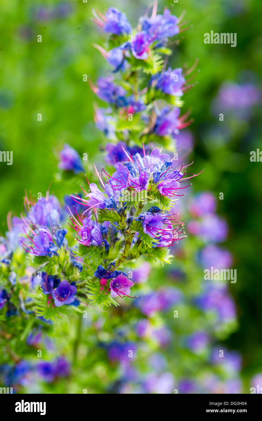 blue weed flowers in nature Stock Photo - Alamy