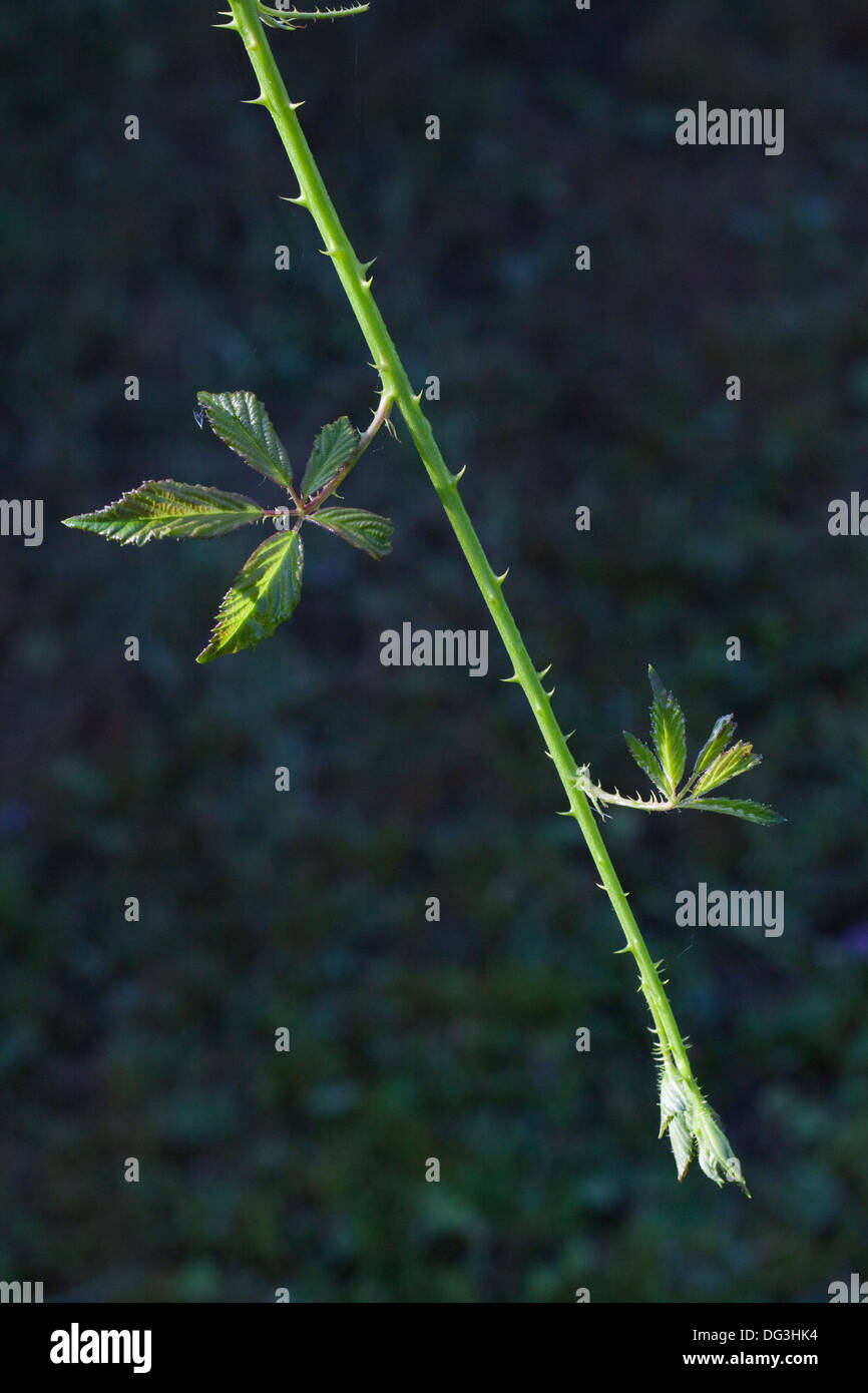 Blackberry, or Bramble (Rubus fruticosus). New growth, stem and growing ...