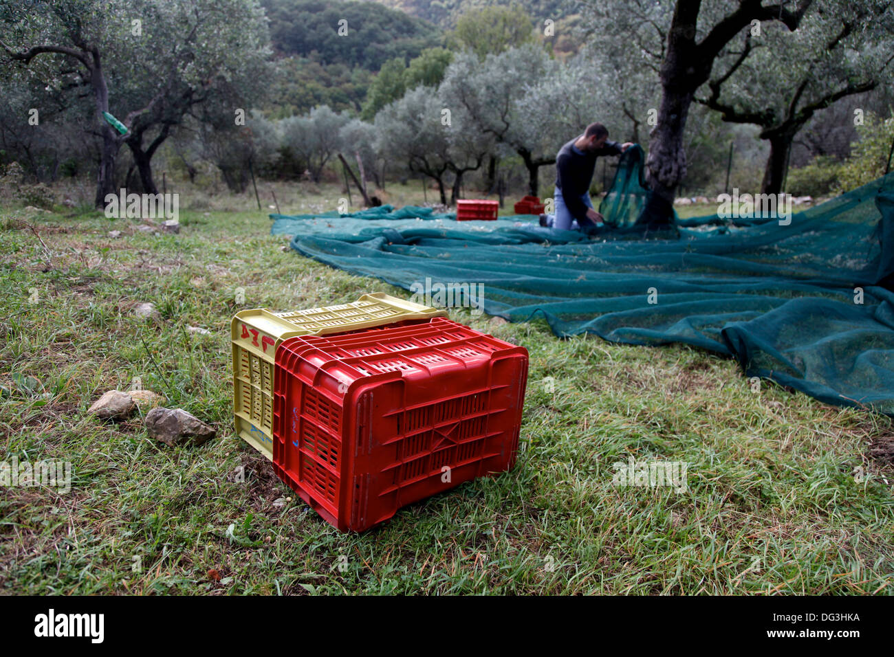 Olive crates hi-res stock photography and images - Alamy