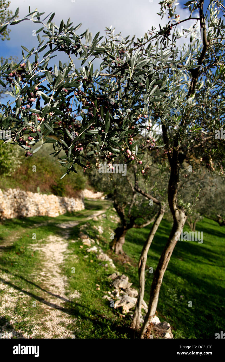 A row of young olive trees with ripe fruit Stock Photo - Alamy