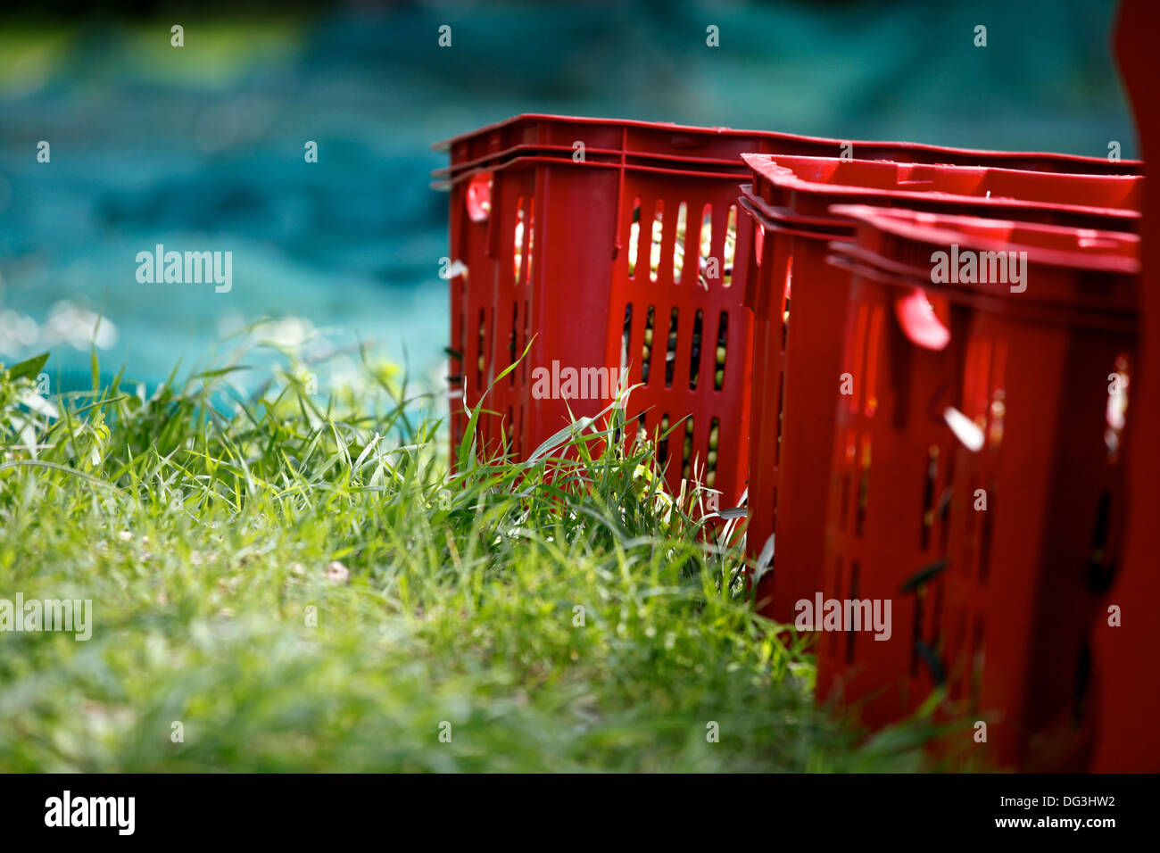 Olive crates hi-res stock photography and images - Alamy