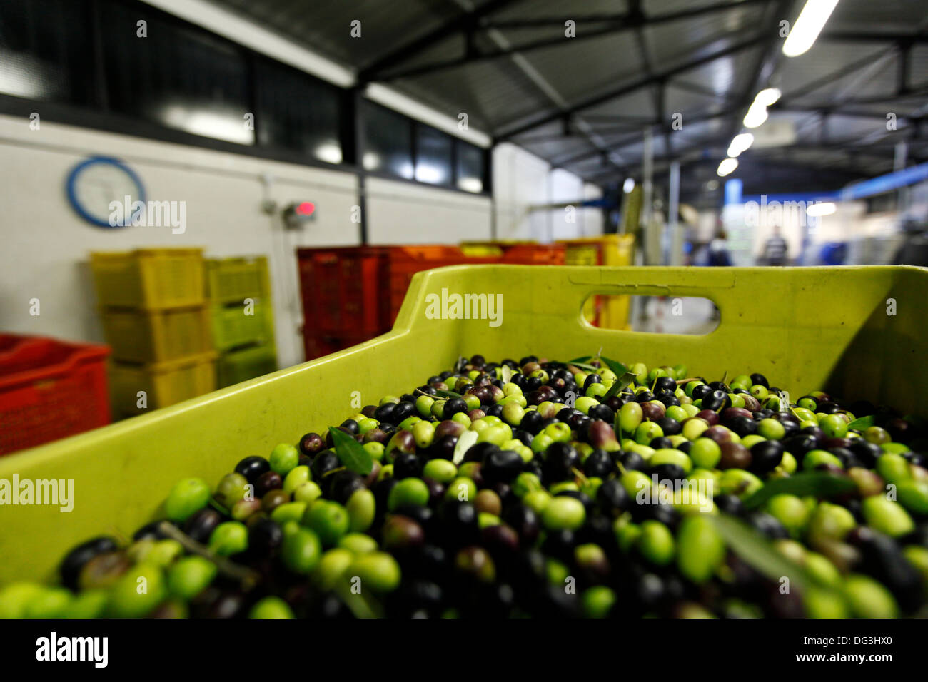 A crate of olives at a production plant Stock Photo - Alamy