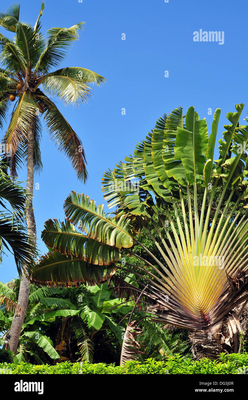 Palm trees and plants of tropical South Pacific Stock Photo - Alamy