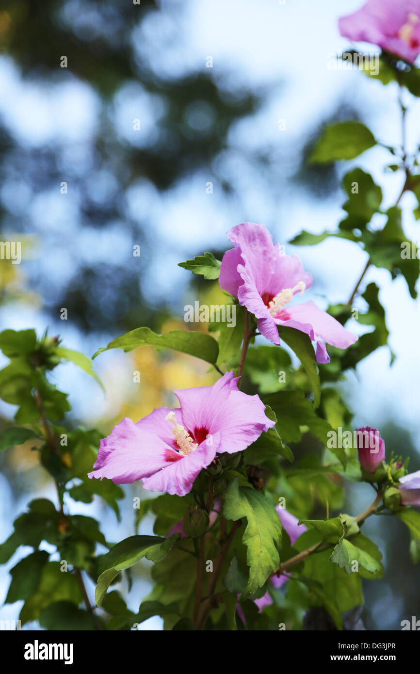 Fresh hibiscus flowers in a garden Stock Photo - Alamy