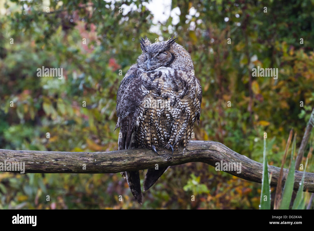 Great Horned Owl, BC Canada Stock Photo - Alamy