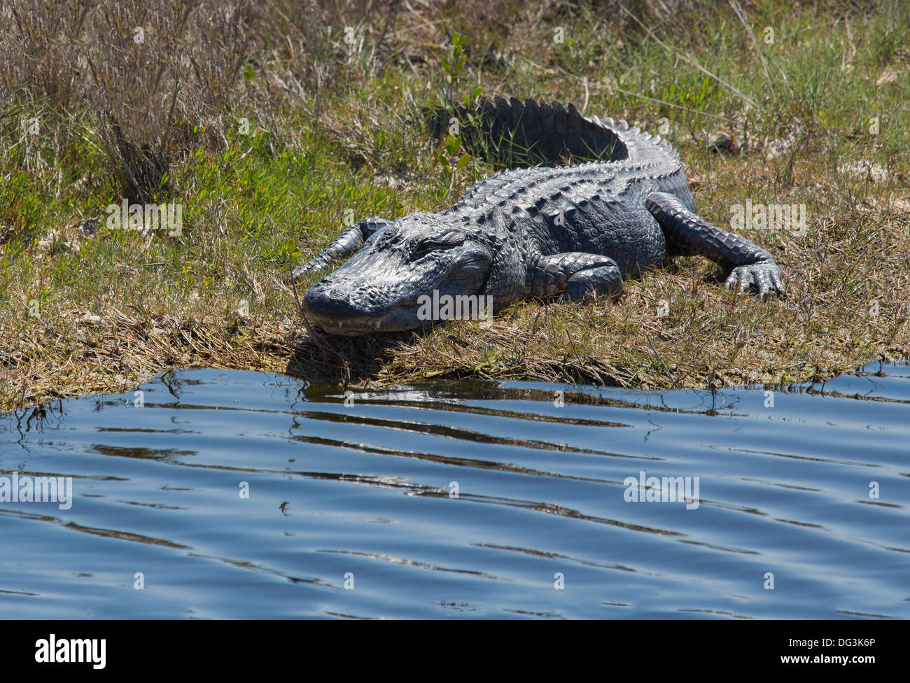 American alligator land hi-res stock photography and images - Alamy