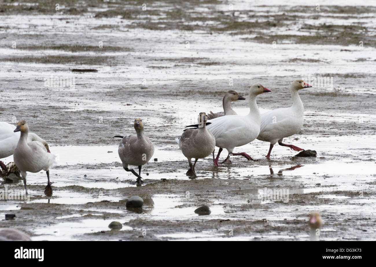 Snow Goose, migratory bird close up Stock Photo - Alamy