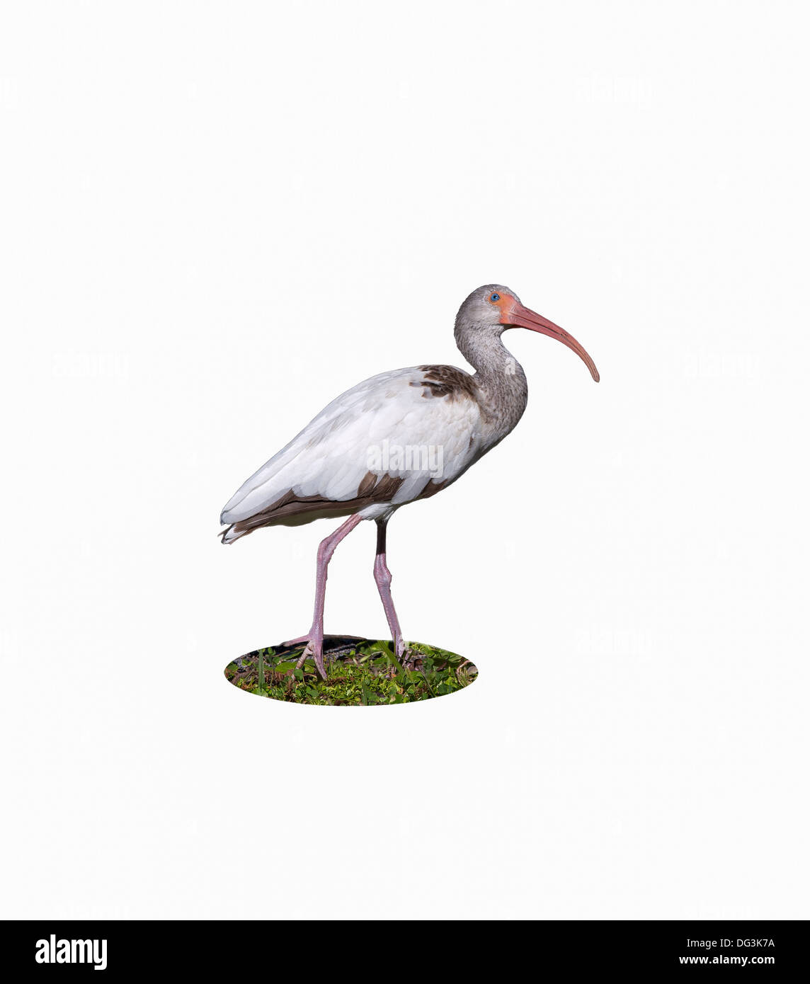Juvenile ibis Cut Out Stock Images & Pictures - Alamy