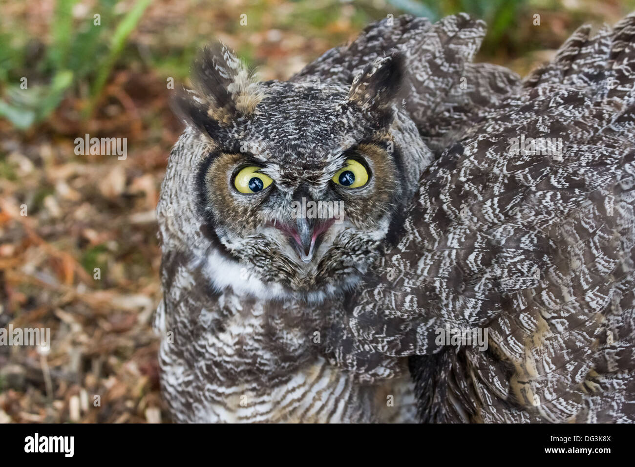 Great Horned Owl, BC Canada Stock Photo - Alamy