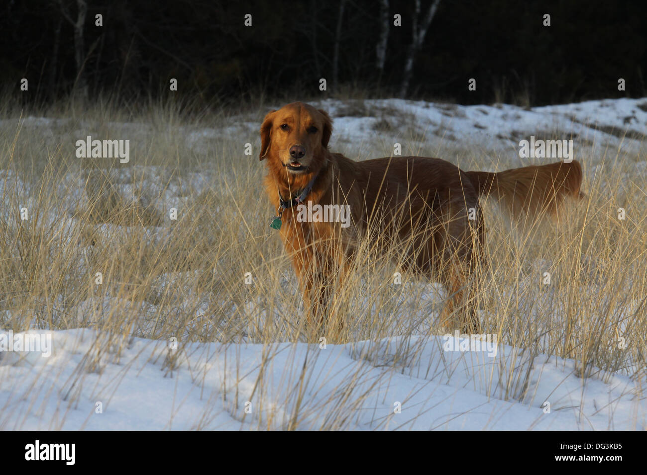 Golden retriever snow hi-res stock photography and images - Alamy