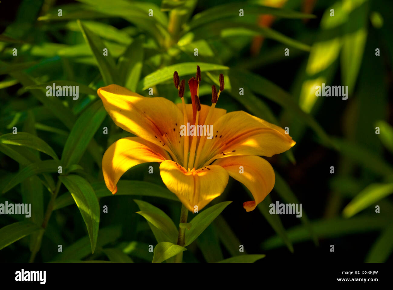 Tall lilies hi-res stock photography and images - Alamy