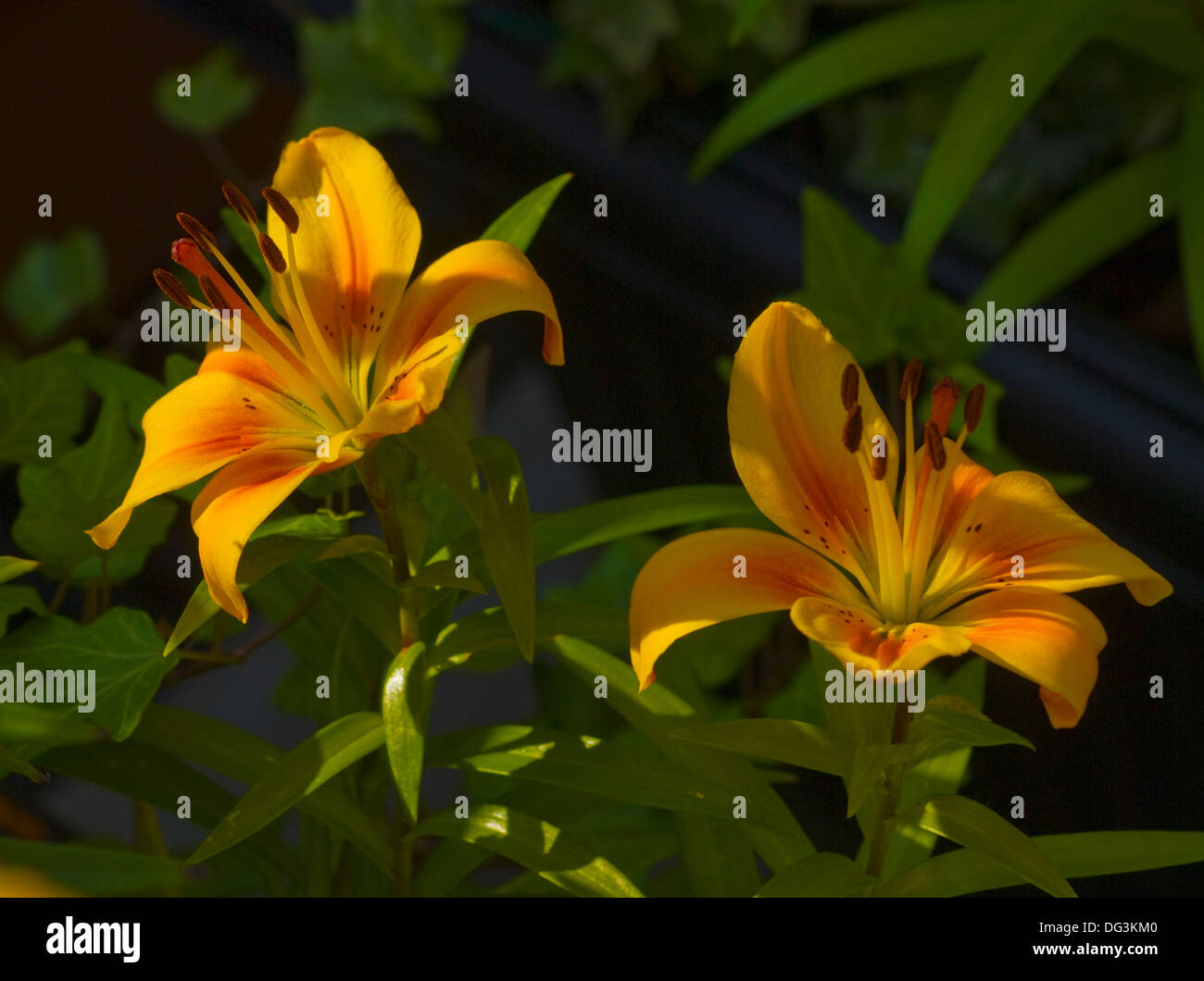 Tall lilies hi-res stock photography and images - Alamy