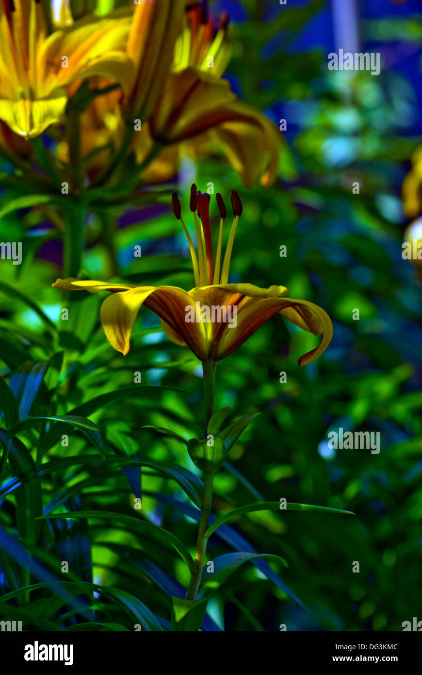 Pixie lilies hi-res stock photography and images - Alamy