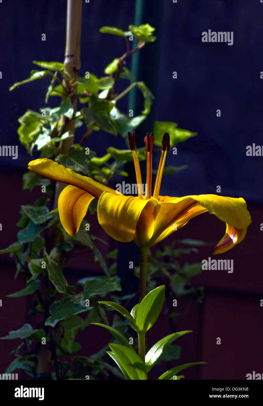 Tall lilies hi-res stock photography and images - Alamy