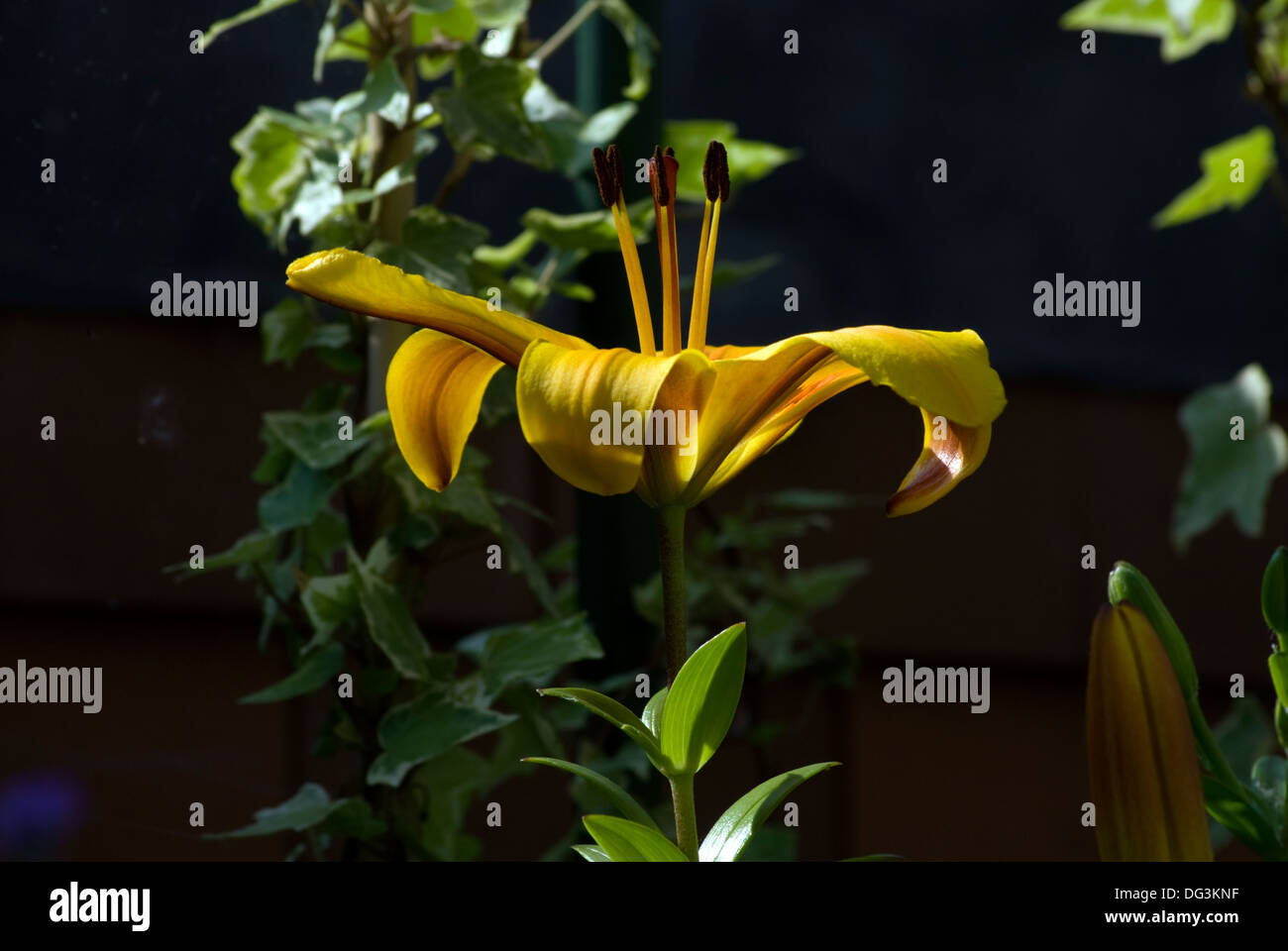 Nice lilies hi-res stock photography and images - Alamy