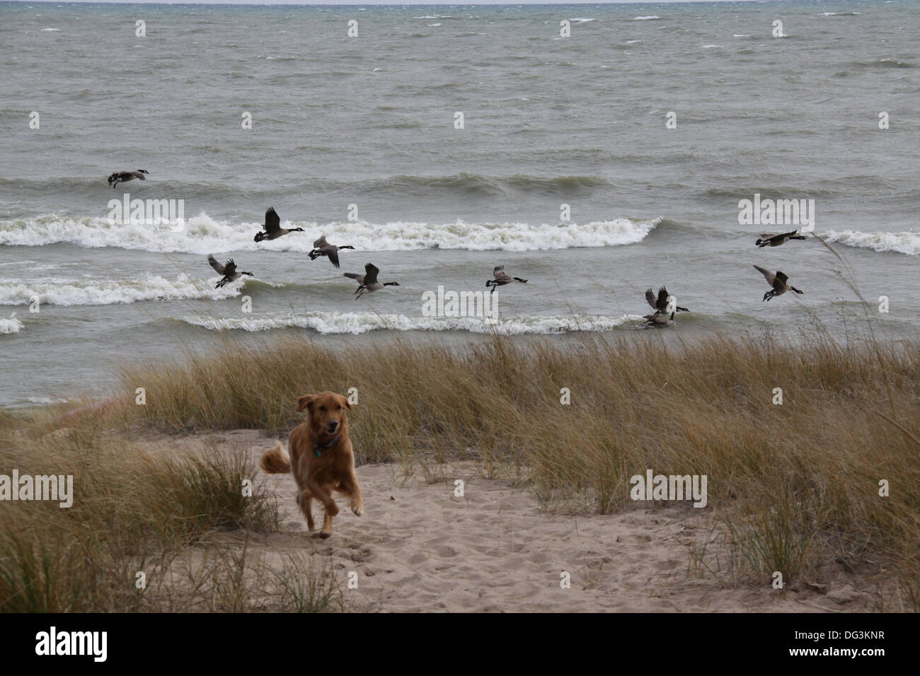 Golden retriever's wild goose chase Stock Photo - Alamy