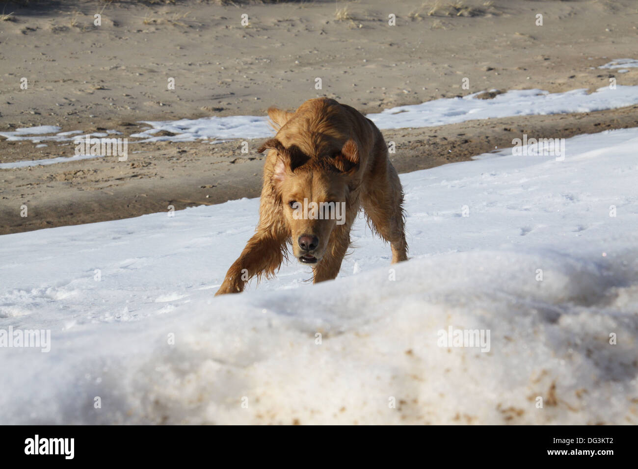 Golden retriever in an alert stance on a Lake Michigan beach Stock ...