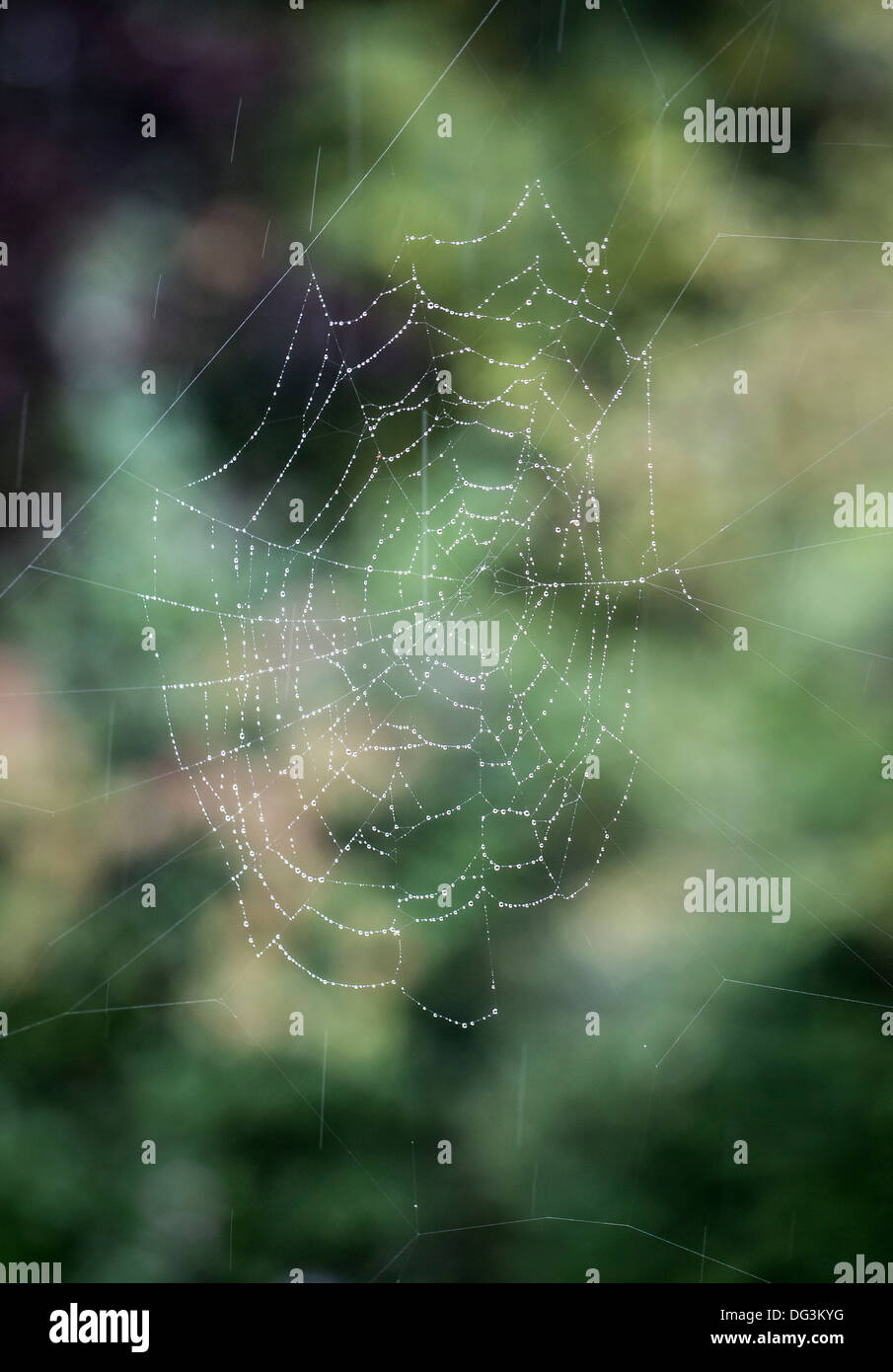 Raining spiders hi-res stock photography and images - Alamy