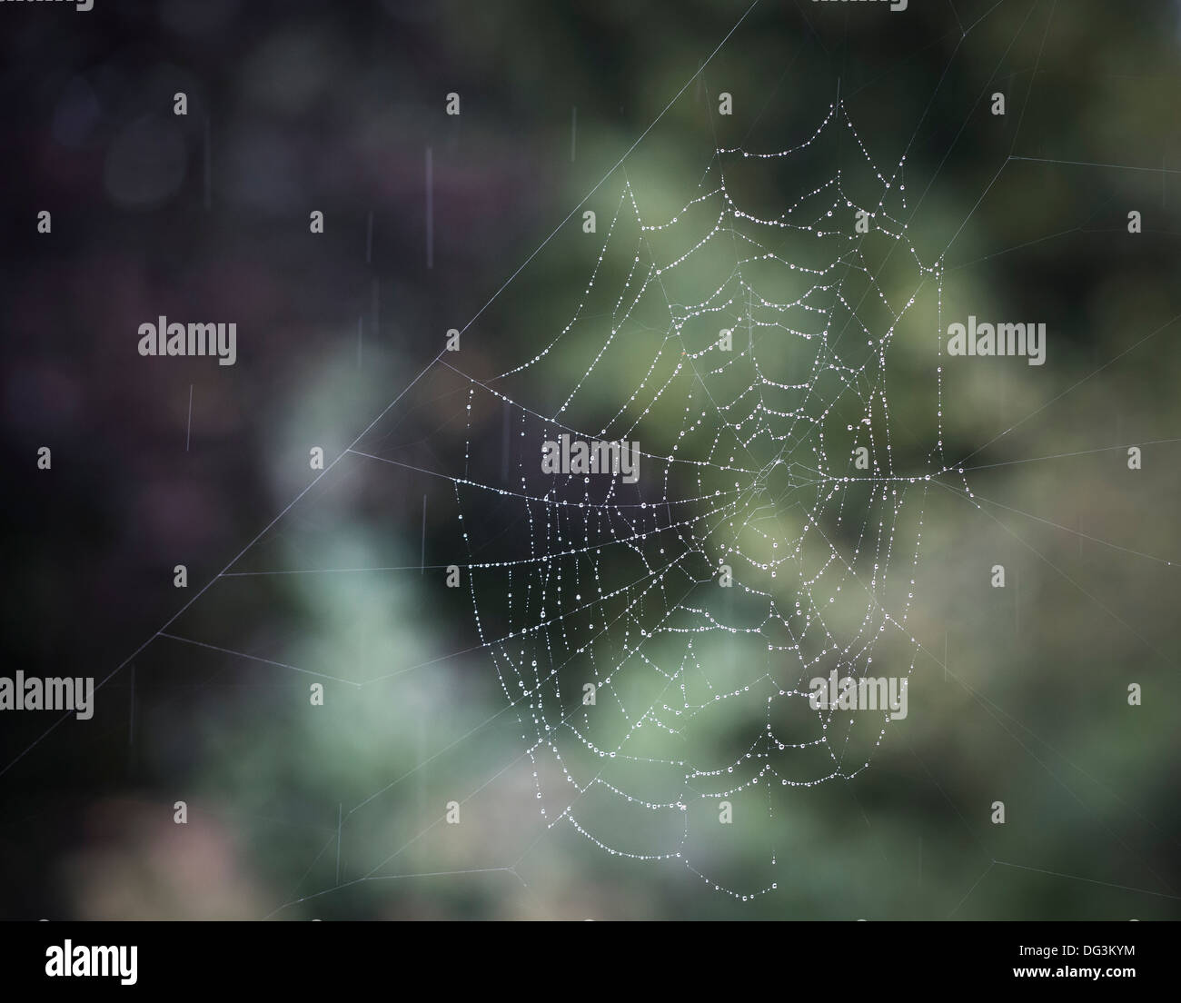 Spider's web in rain with water droplets Stock Photo - Alamy
