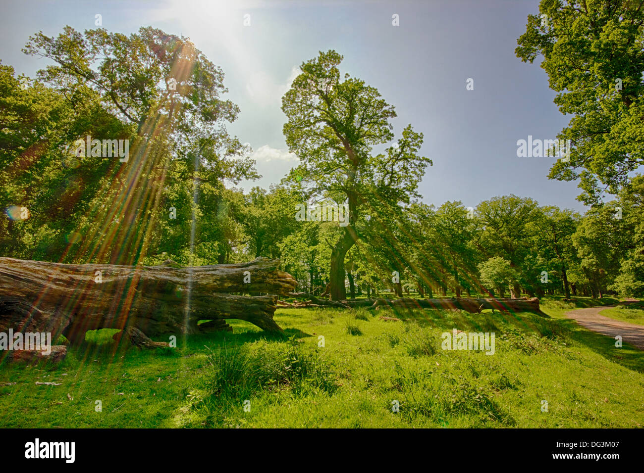 Hdr Forrest Scene High Resolution Stock Photography and Images - Alamy
