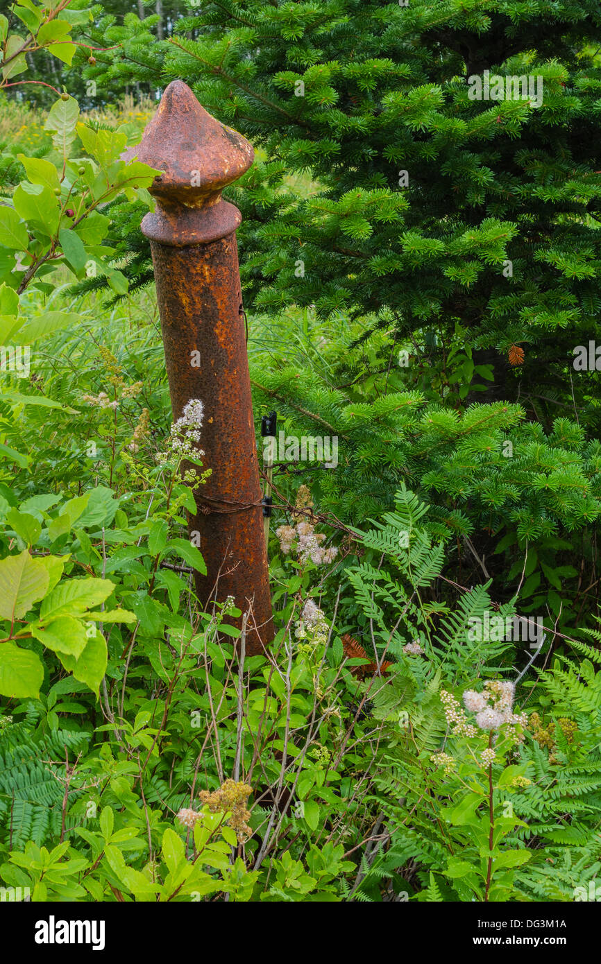 A rusted old style metal fence post leaning, unconnected, in overgrown ...