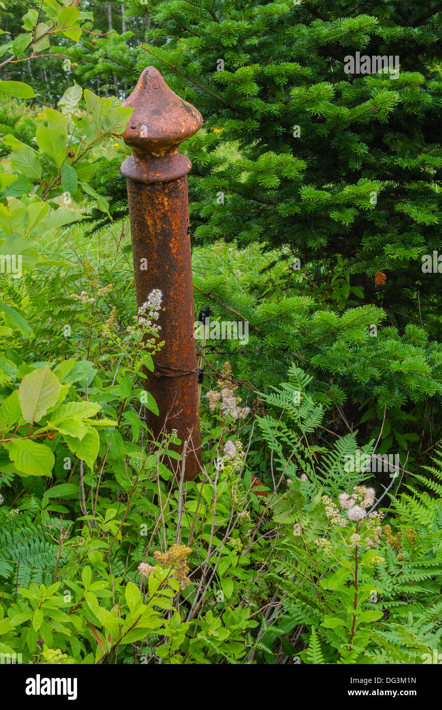 A rusted old style metal fence post leaning, unconnected, in overgrown ...