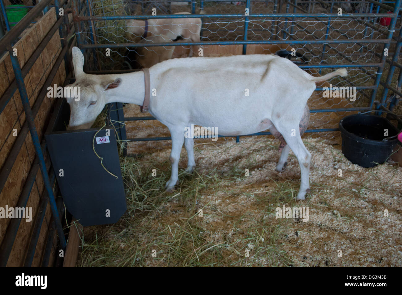 Goat eating hay hi-res stock photography and images - Alamy