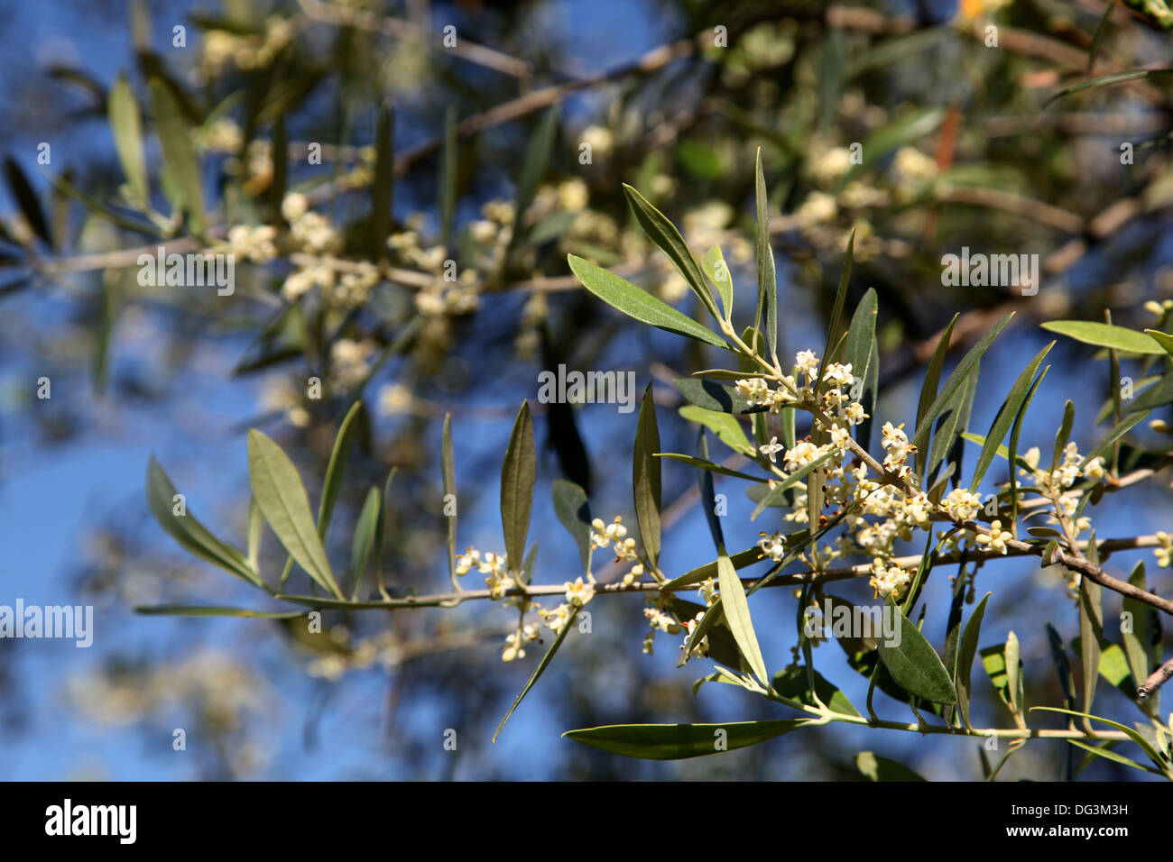 Olive flowers hi-res stock photography and images - Alamy