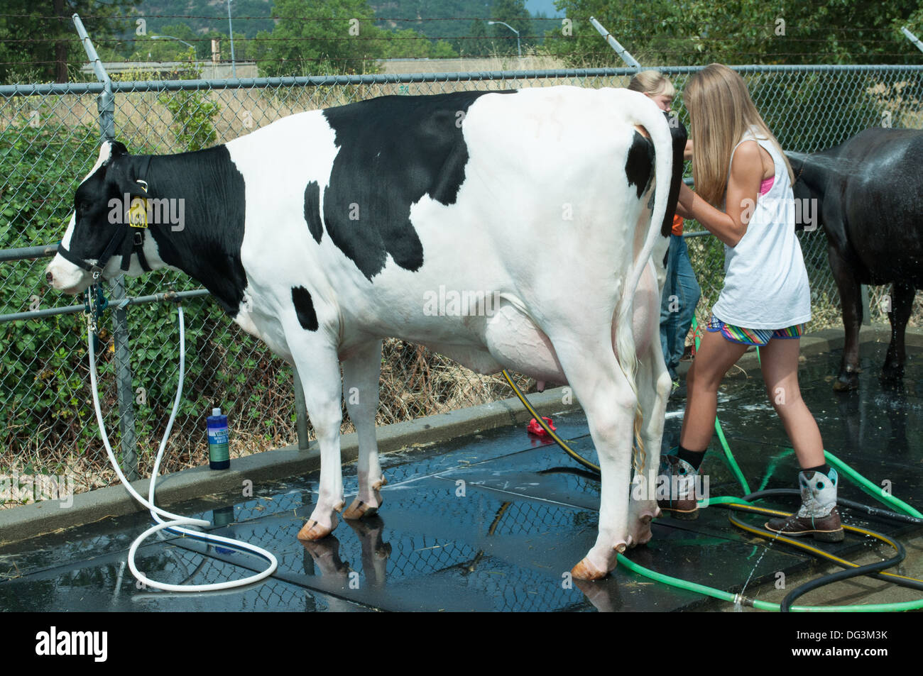 Grooming Cow High Resolution Stock Photography and Images - Alamy
