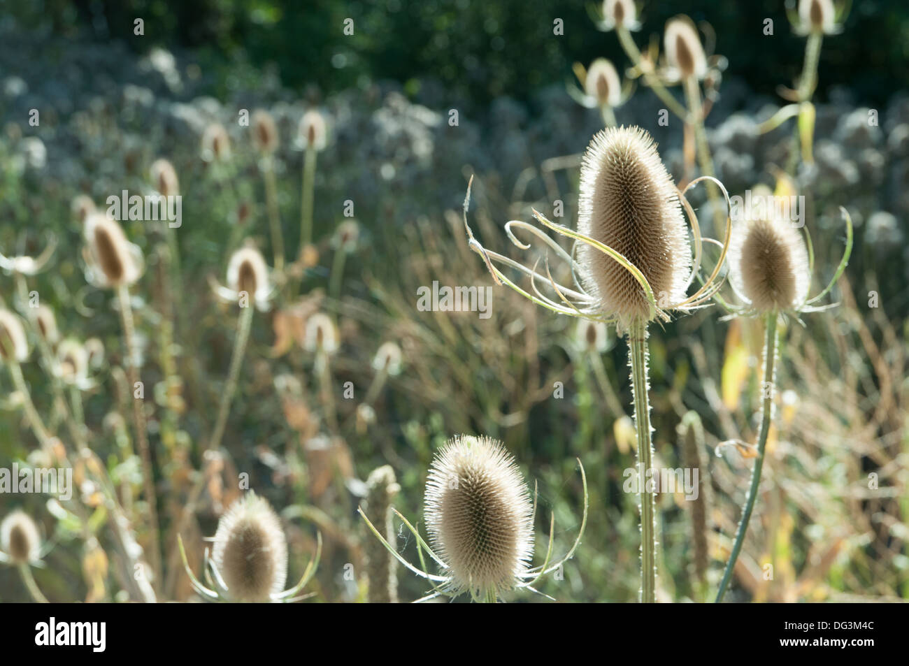 Dried thistle hi-res stock photography and images - Alamy