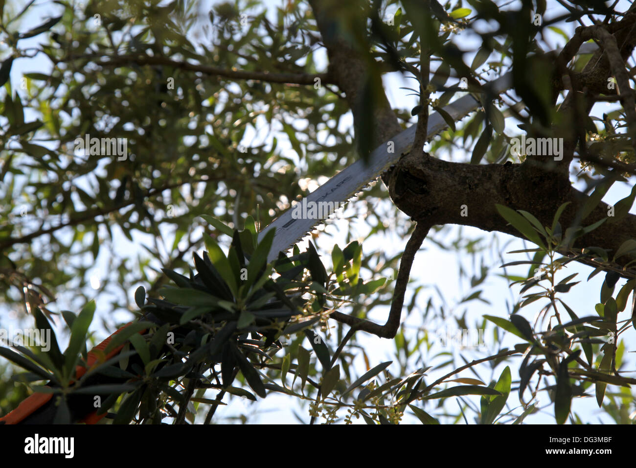 A saw pruning a branch of olive tree Stock Photo - Alamy