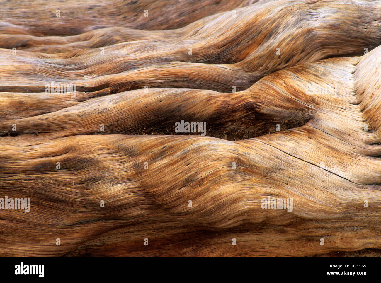 Saguaro cactus skeleton carnegiea gigantea hi-res stock photography and ...