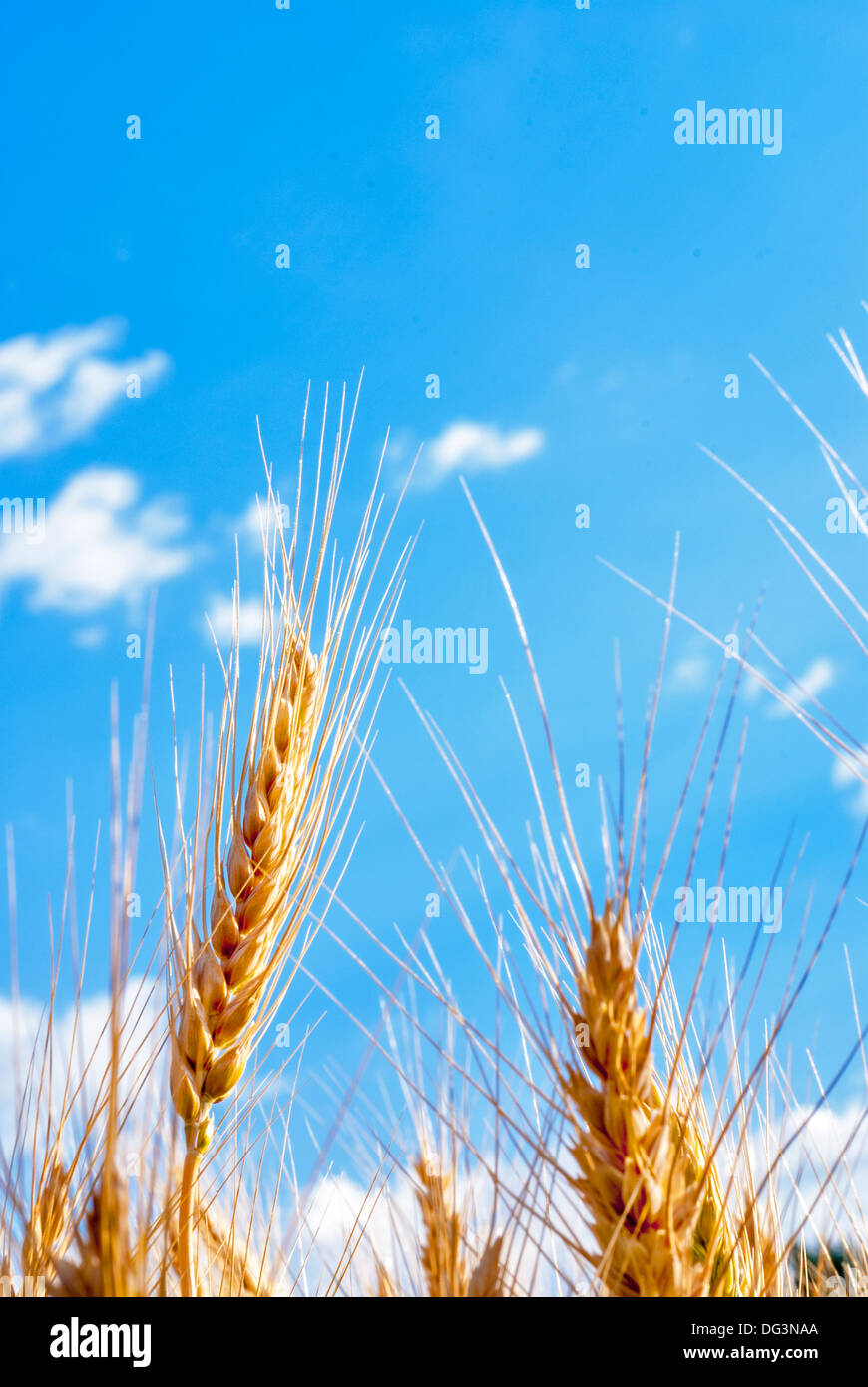 Wheat grain grows in a field Stock Photo - Alamy