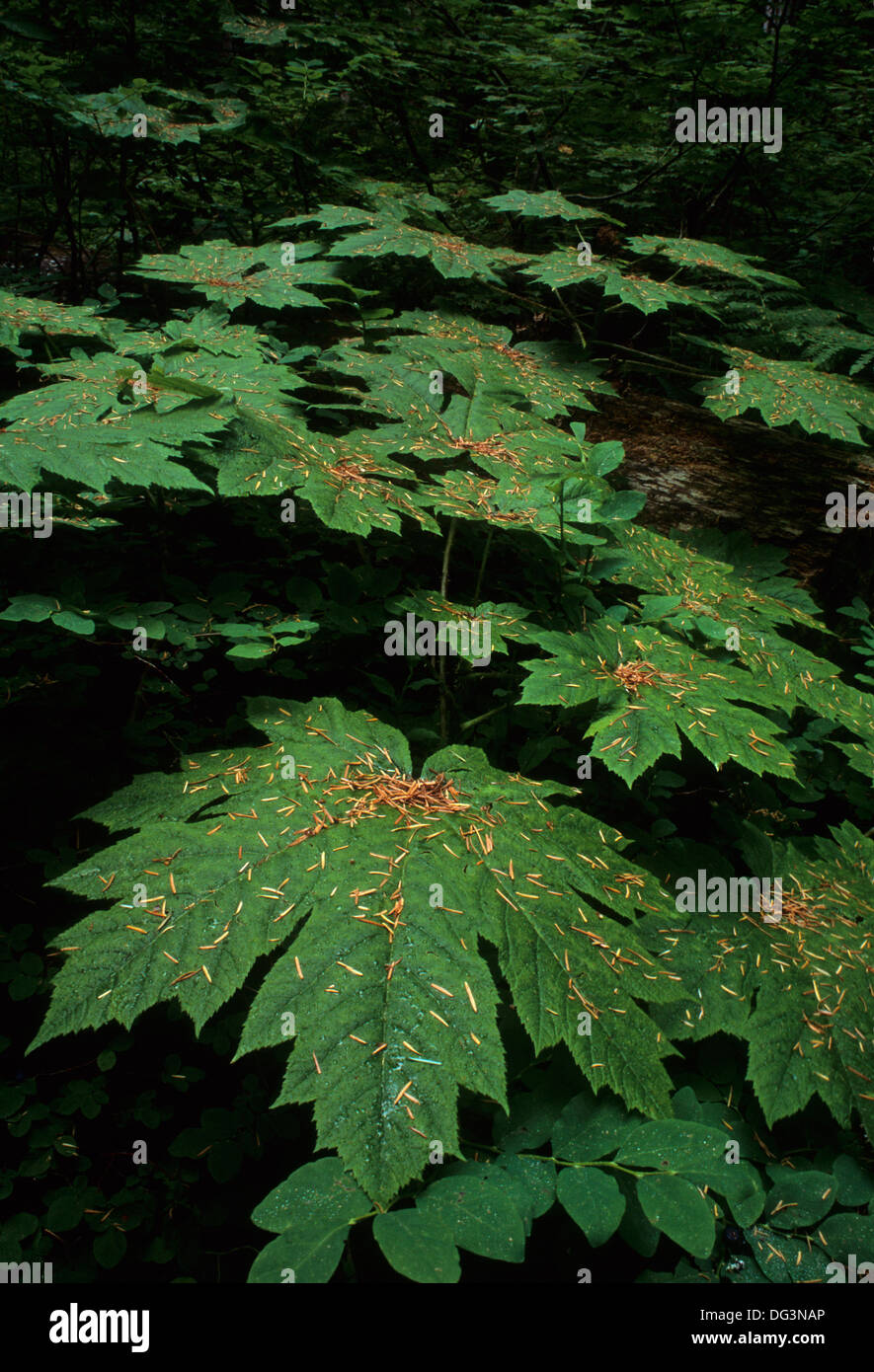 Devil's Club, Mt. Hood National Forest, Oregon Stock Photo - Alamy