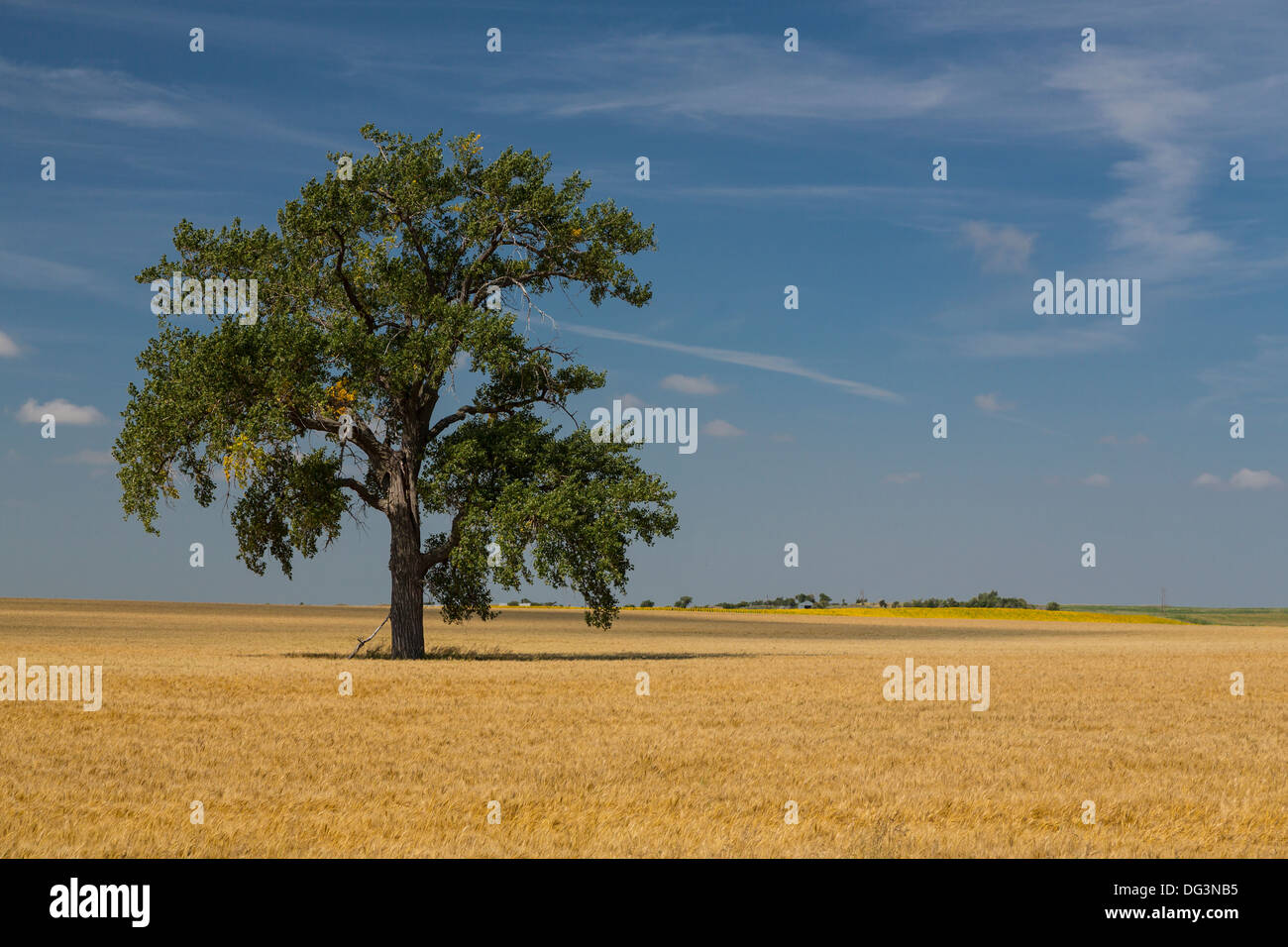 Ripe grain field lone tree hi-res stock photography and images - Alamy