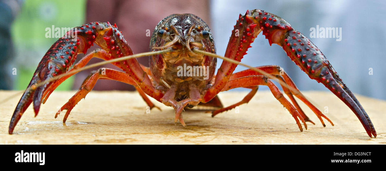 Native shellfish hi-res stock photography and images - Alamy