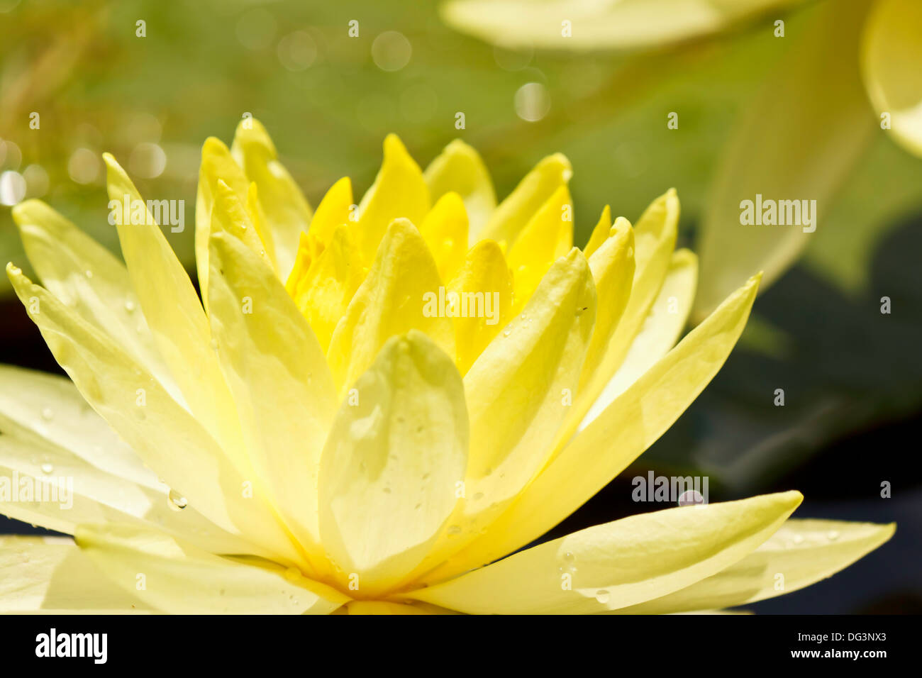 Yellow lotus hi-res stock photography and images - Alamy